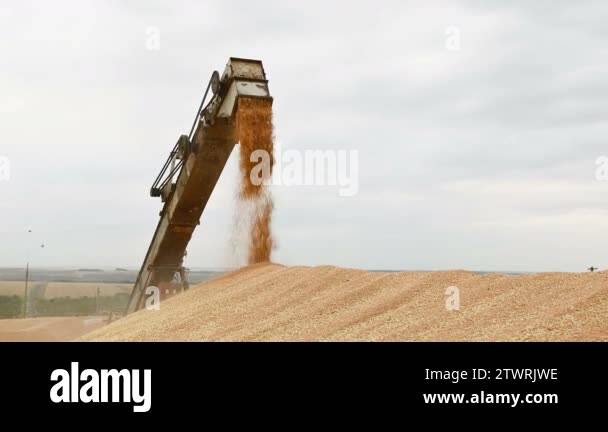 Demonstration of a steady stream of wheat grain from a combine or ...
