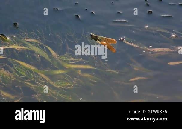 nature insects run river background Stock Video Footage - Alamy