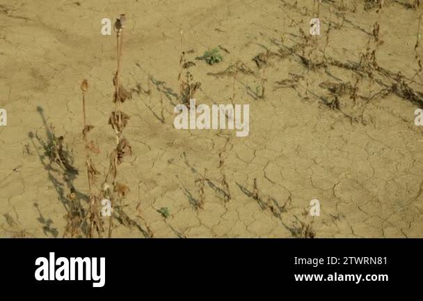 Drought dry field land with poppy leaves Papaver poppyhead, drying up ...