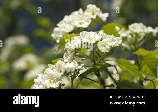 Hawthorn tree fruit Stock Videos & Footage - HD and 4K Video Clips - Alamy