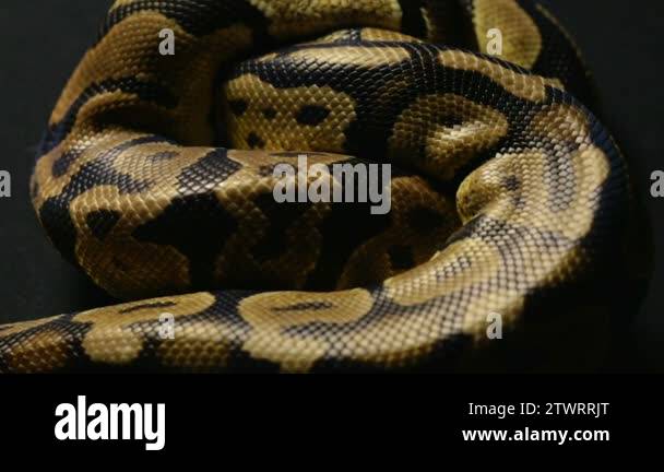 Serpent texture Stock Videos & Footage - HD and 4K Video Clips - Alamy