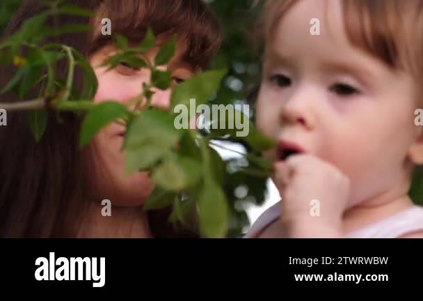 Small baby sitting in arms of his mother tears off leaves on tree ...
