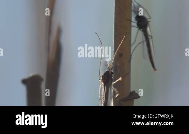 Insect close-up. Gnats and mosquitoes sits on horizontal leaf of grass ...