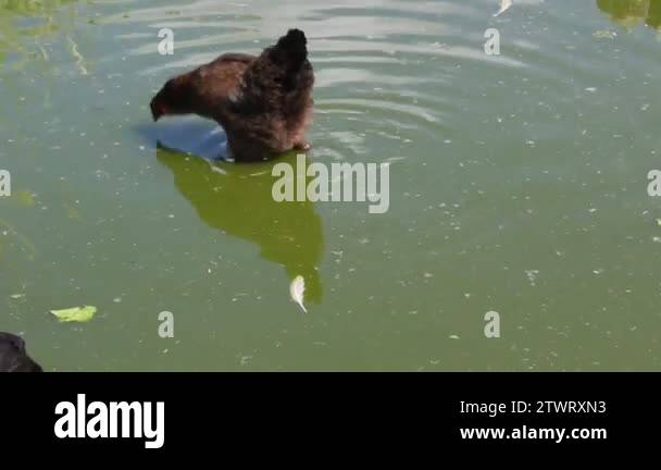 Brave chicken Stock Videos & Footage - HD and 4K Video Clips - Alamy