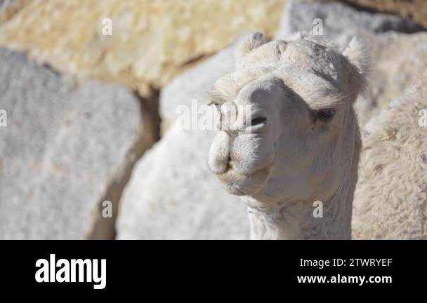 Dromedary, also called Arabian camel (Camelus dromedarius), is large ...