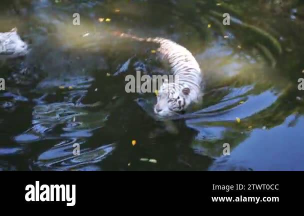 Two white tiger playing in Stock Videos & Footage - HD and 4K Video ...