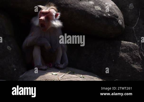 Chimp smile illustration Stock Videos & Footage - HD and 4K Video Clips ...