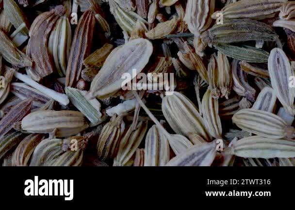 Fennel foeniculum vulgare detail Stock Videos & Footage - HD and 4K ...