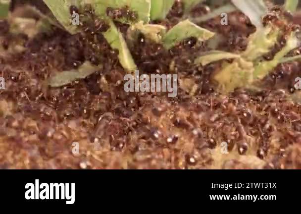 War in the colony of European fire ant. Macro 1:1, 4K / 60fps Stock ...