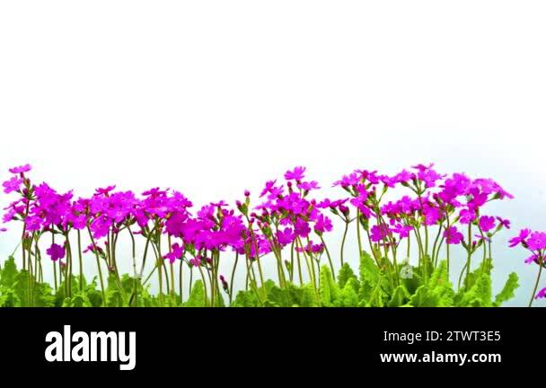 Primrose flowers isolated on Stock Videos & Footage - HD and 4K Video ...