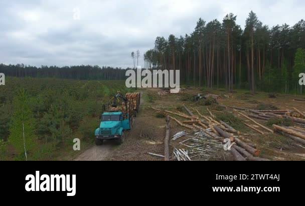 Aerial view flying slowly down over Deforestation showing trunks of ...