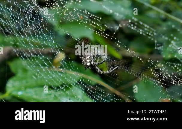 Rain forest spiders Stock Videos & Footage - HD and 4K Video Clips - Alamy