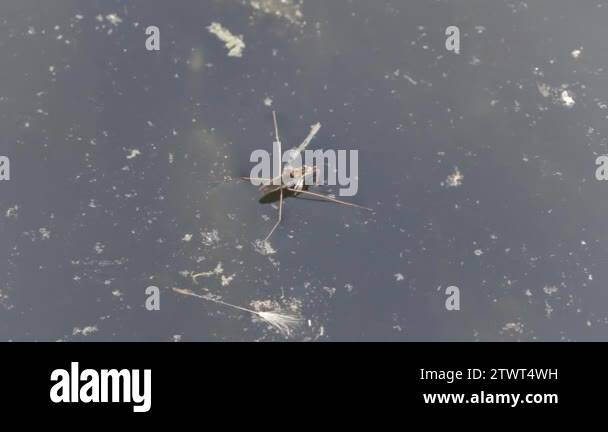 Insect surface tension Stock Videos & Footage - HD and 4K Video Clips ...