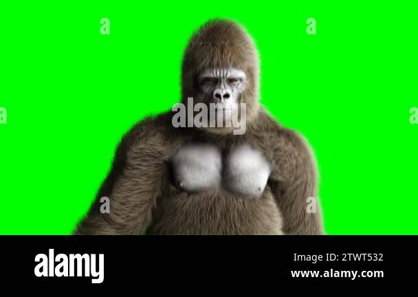 Funny brown gorilla walking. Super realistic fur and hair. Green screen ...