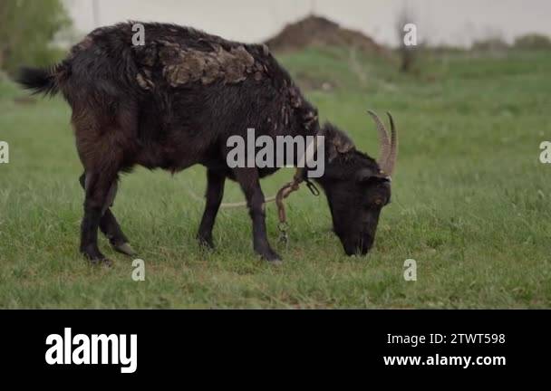 A black goat tied to a rope is grazed on a green lawn and looks into ...
