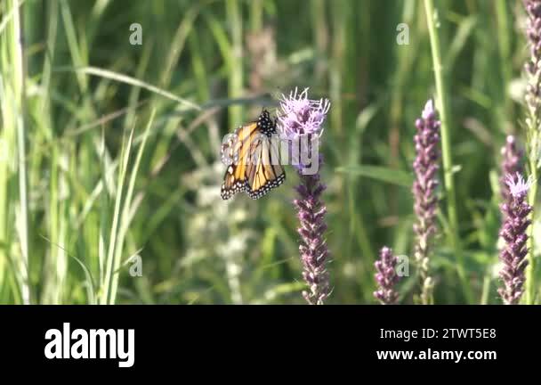 Monarch butterfly gathering nectar Stock Videos & Footage - HD and 4K ...