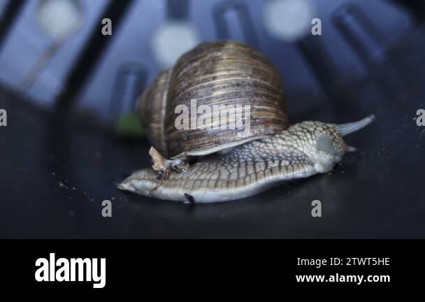 Scallop shell side view Stock Videos & Footage - HD and 4K Video Clips ...