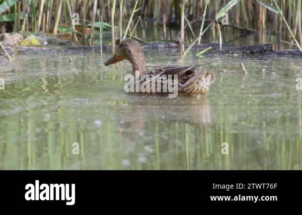 Duck looking into water Stock Videos & Footage - HD and 4K Video Clips ...