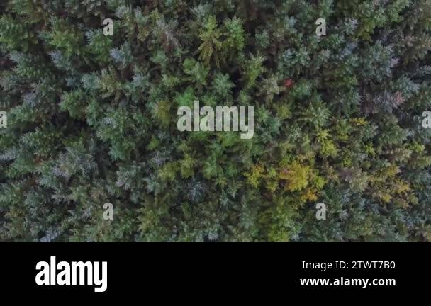 Overhead view of green trees in the forest. Aerial image taken with a ...