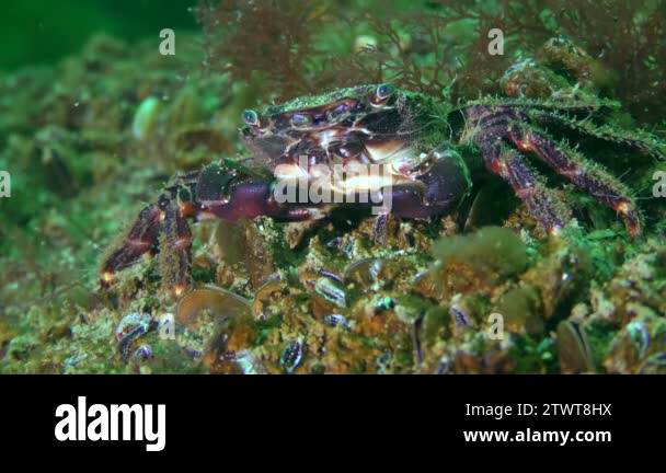 Marbled crab Stock Videos & Footage - HD and 4K Video Clips - Alamy