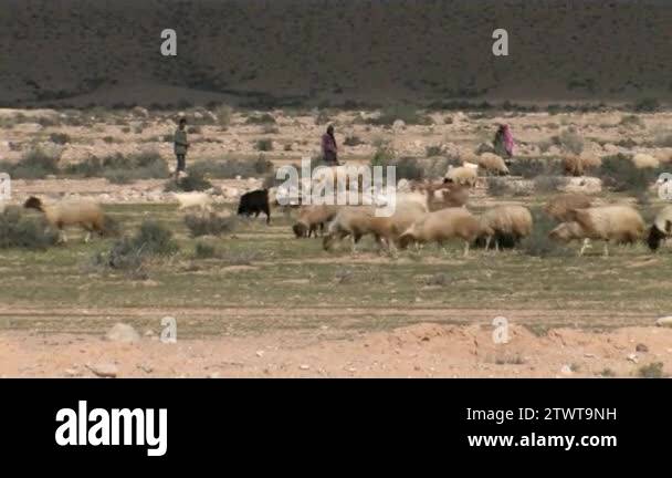 Bedouin shepherds Stock Videos & Footage - HD and 4K Video Clips - Alamy