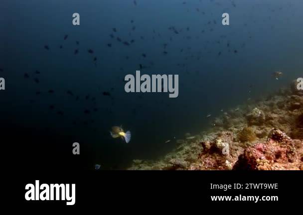 Palla fish Stock Videos & Footage - HD and 4K Video Clips - Alamy