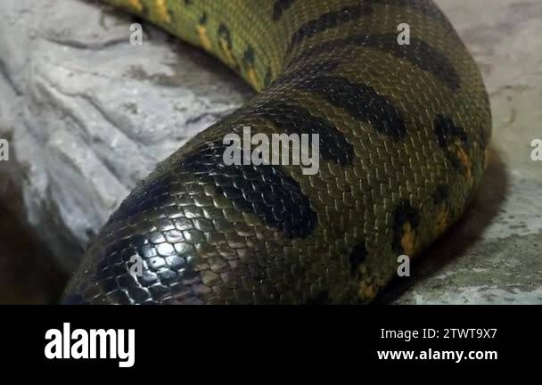 Green anaconda (Eunectes murinus). Big snake. 4k resolution Stock Video ...