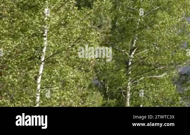 Swinging trees with rustling leaves with strong gusts of wind Stock ...