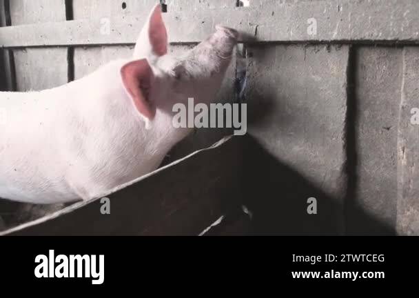 Domestic pig pigs Stock Videos & Footage - HD and 4K Video Clips - Alamy