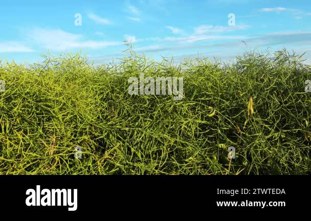 Biofuels plant Stock Videos & Footage - HD and 4K Video Clips - Alamy