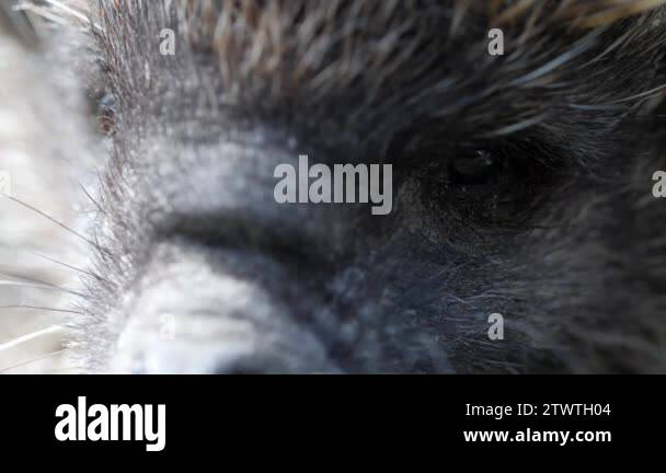 Hedgehog close up face Stock Videos & Footage - HD and 4K Video Clips ...