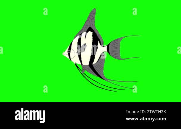 Silver Scalare Angelfish swims in an aquarium. Animated Looped Motion ...