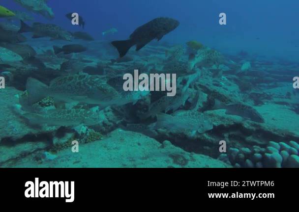 Leopard grouper (Mycteroperca rosacea), group feeding from the reefs of ...
