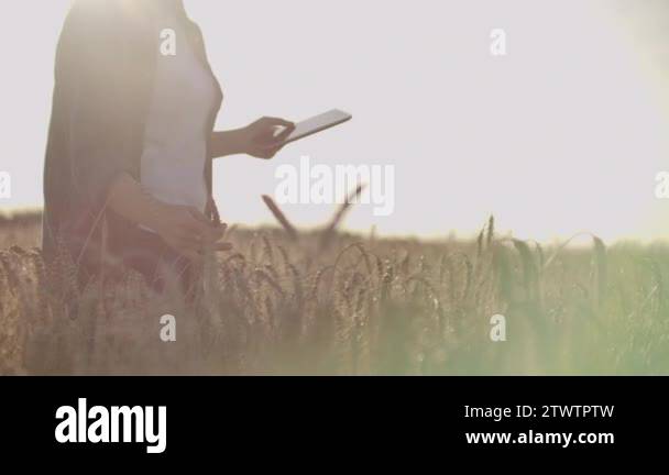 Close-up of a woman farmer walking with a tablet in a field with rye ...