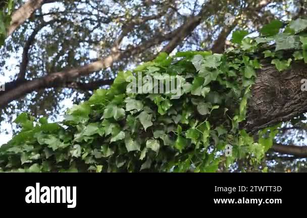 Ivy growing around tree Stock Videos & Footage - HD and 4K Video Clips ...