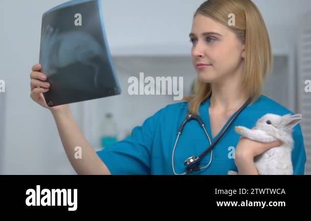 Kind female vet checking rabbit x-ray, smiling on camera, disease ...