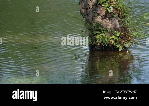 Tree stump submerged in Stock Videos & Footage - HD and 4K Video Clips ...