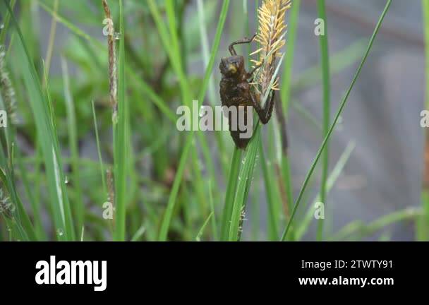 Insect birth Stock Videos & Footage - HD and 4K Video Clips - Alamy