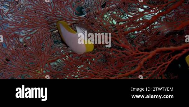 A yellow longnose butterflyfish or forceps butterflyfish (Forcipiger ...