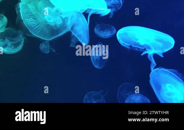 Blurry Video of Moon jellyfish Aurelia aurita red translucent color and ...