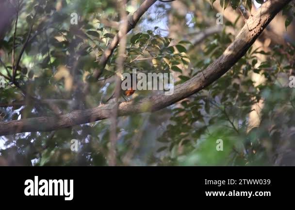 Izu islands Stock Videos & Footage - HD and 4K Video Clips - Alamy