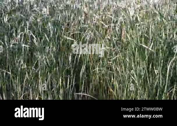 Field rush Stock Videos & Footage - HD and 4K Video Clips - Alamy