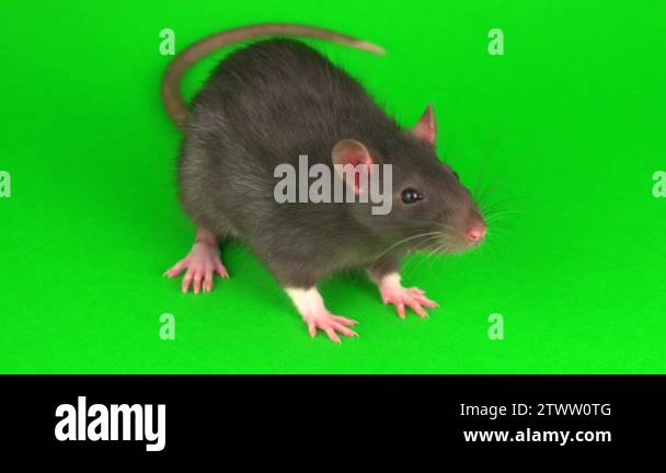 Rat rodent on green screen background Stock Video Footage - Alamy