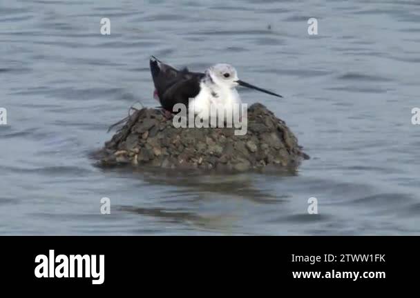 Atlit israel water Stock Videos & Footage - HD and 4K Video Clips - Alamy