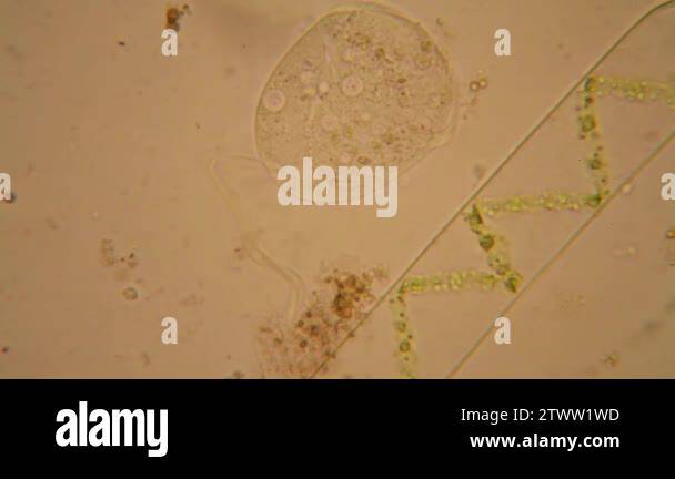 Spirogyra freshwater algae microscope Stock Videos & Footage - HD and ...