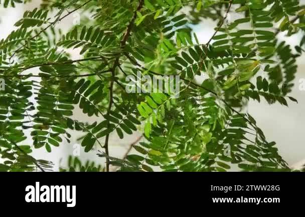Leafs of Delonix regia, flame tree (royal poinciana, flamboyant), is ...