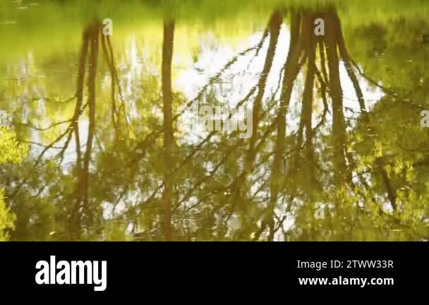 Rainforest with stream flowing through it. Reflection of trees and sky ...