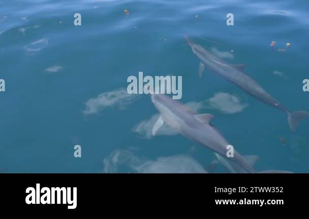 CLOSE UP, SLOW MOTION: Playful dolphins come up to the surface of ...