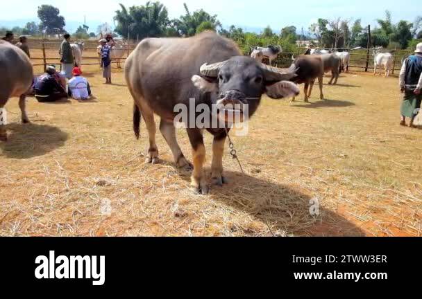 HEHO, MYANMAR - FEBRUARY 19, 2018: The cattle fair is local tourist ...
