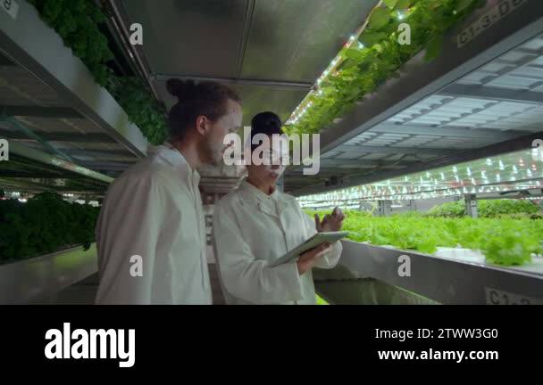 Modern vertical farming system and its employees taking care of plants ...